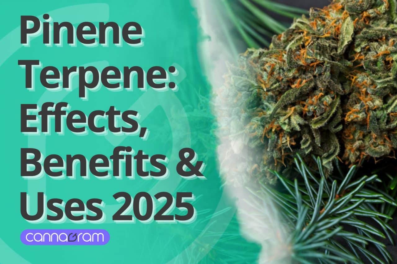 Pinene Terpene: Effects, Benefits & Best Uses 2025