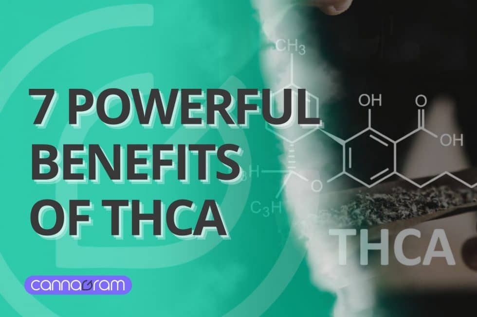 7 Powerful Benefits of THCA: Why This Cannabinoid is Gaining Attention