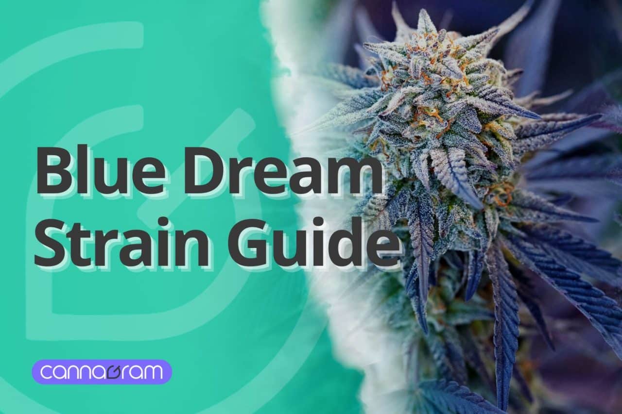 Blue Dream Strain: Effects, Benefits & Why It’s So Popular 2025