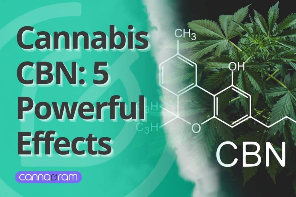 Cannabis CBN: 5 Powerful Effects You Need to Know