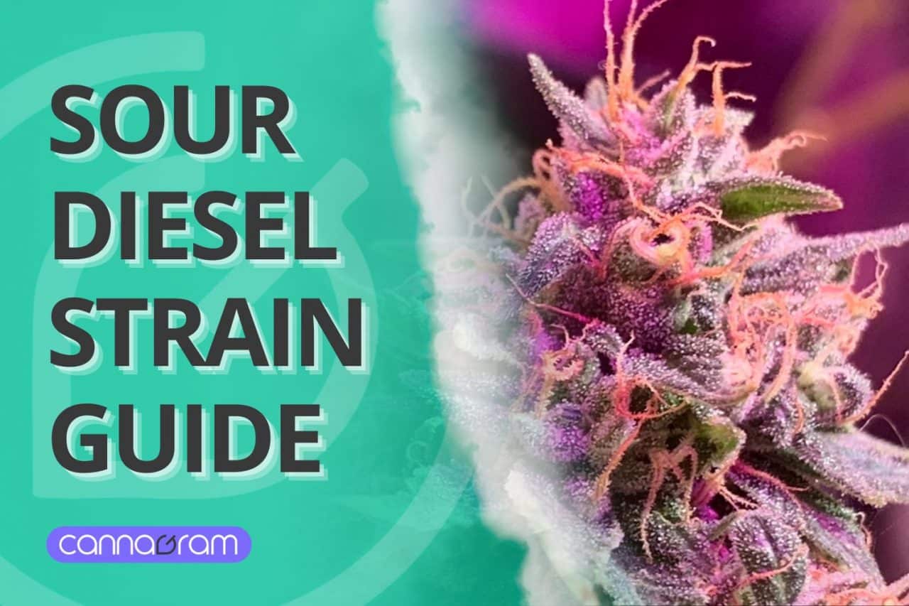 Sour Diesel Strain Explained: The Ultimate 2025 Guide